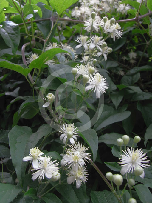 Clematis Vitalba Traveller s Joy Old Man s Beard Virgin s Bower Clematis Vitalba Traveller s Joy Old Man s Beard Virgin s Bower